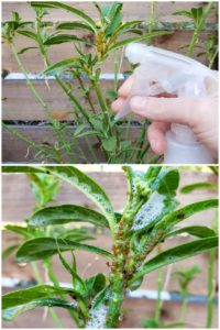 DIY Aphid Spray Recipe: How to Make Homemade Insecticidal Soap ...