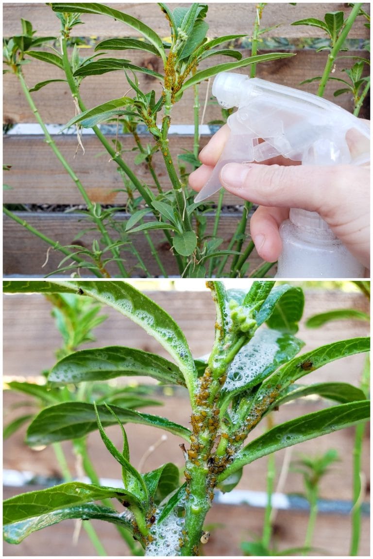 DIY Aphid Spray Recipe: How to Make Homemade Insecticidal Soap ...