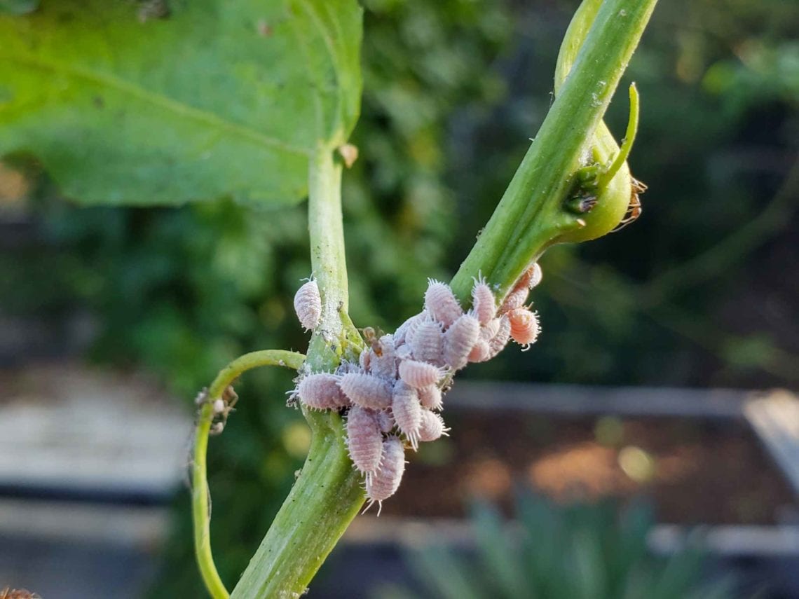 DIY Aphid Spray Recipe: How to Make Homemade Insecticidal Soap ...
