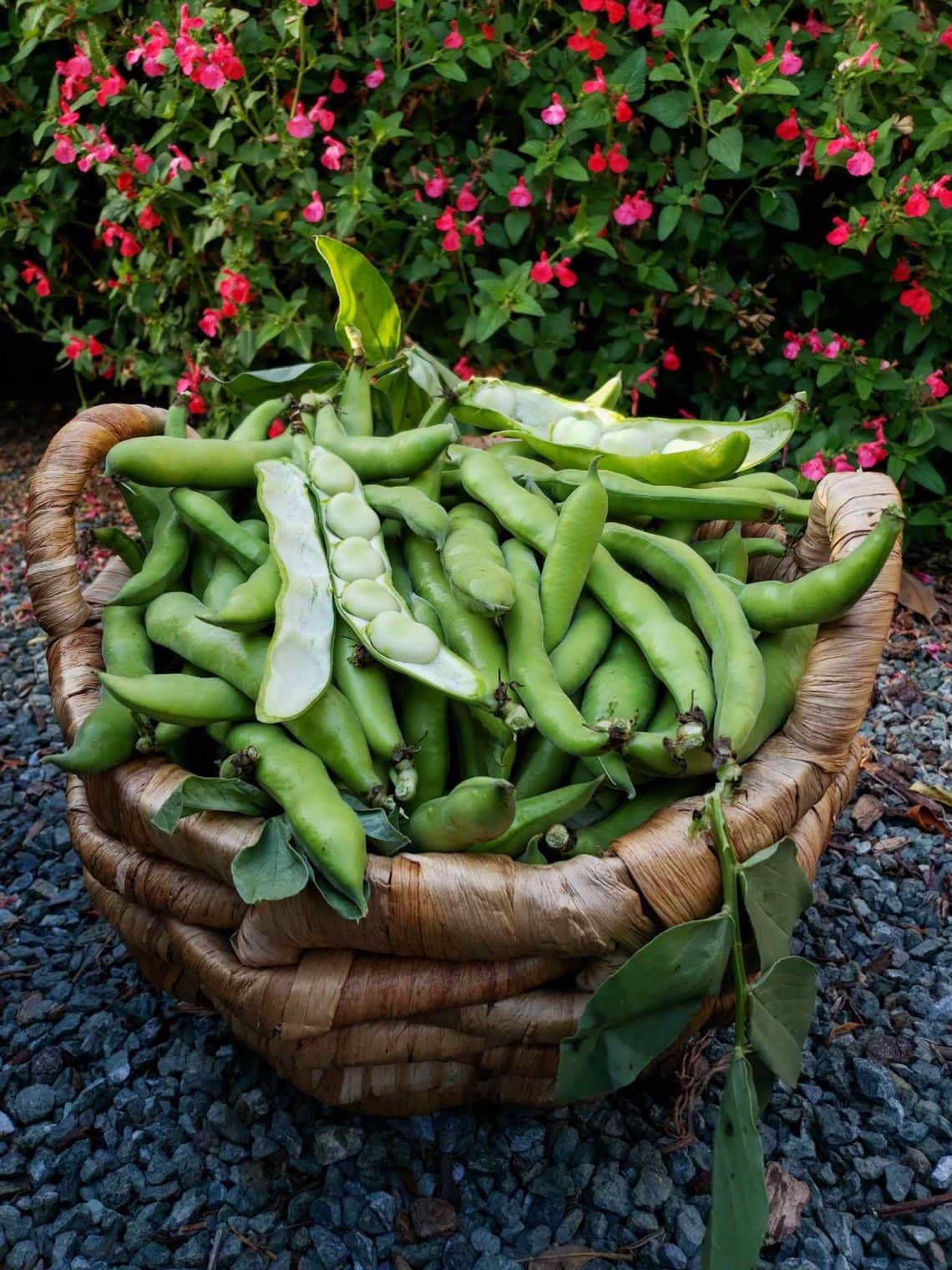 How to Grow & Use Fava Beans (Broad Beans): As Food & Cover Crops ...