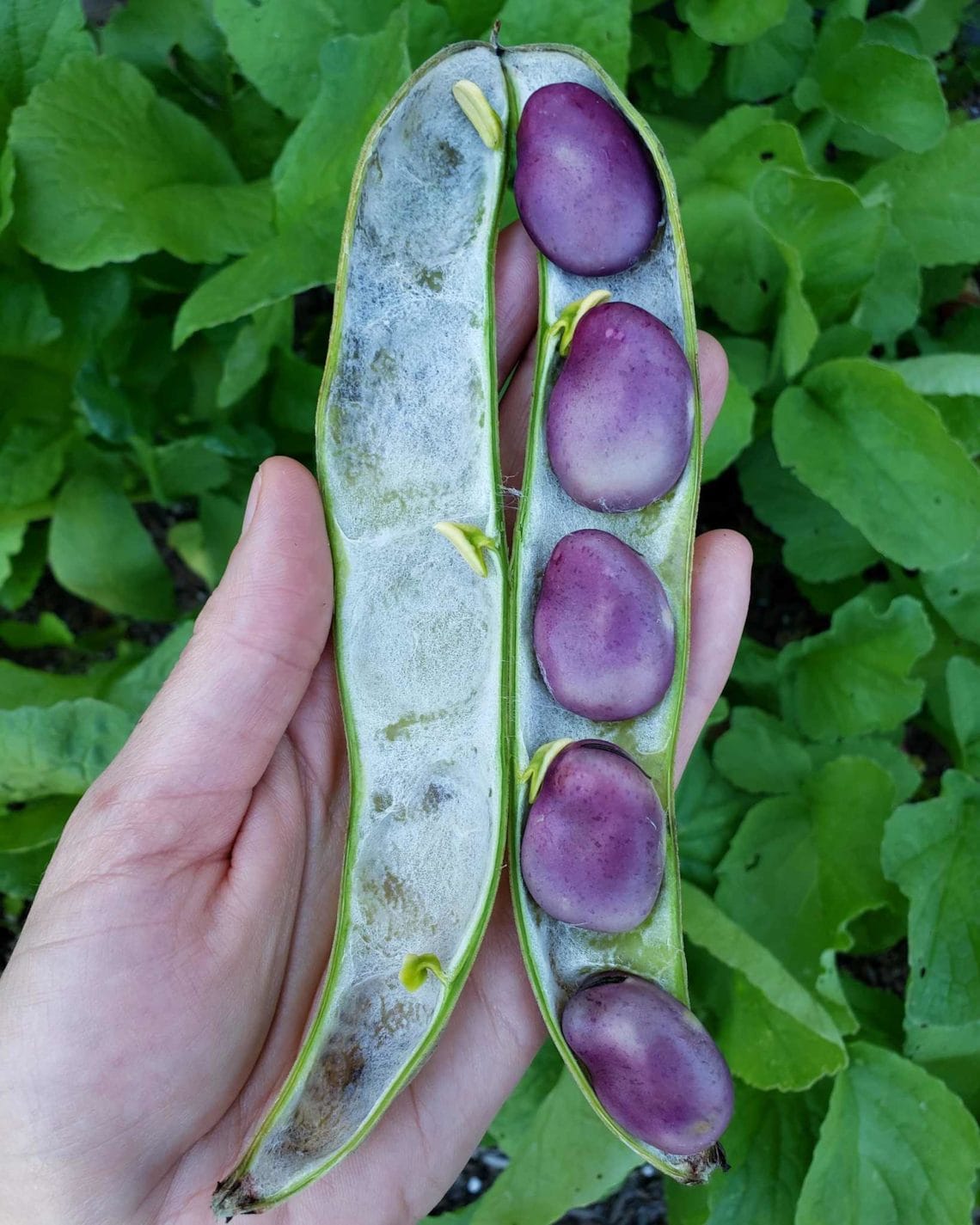 How to Grow & Use Fava Beans (Broad Beans): As Food & Cover Crops ...