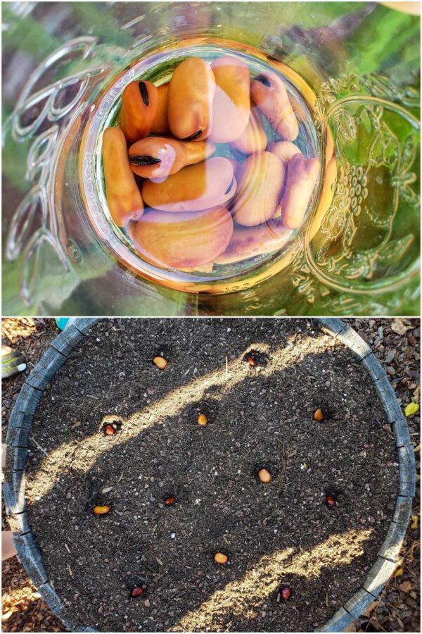 How to Grow & Use Fava Beans (Broad Beans): As Food & Cover Crops ...