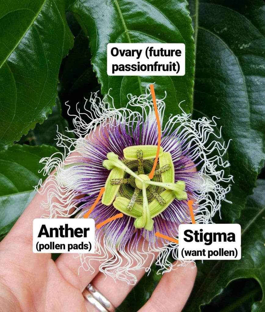 How to Hand Pollinate Passion Fruit Flowers ~ Homestead and Chill