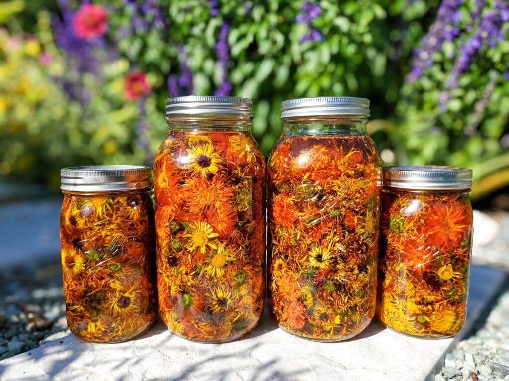 How to Make Calendula Oil (Easy Calendula Infused Oil Recipe ...