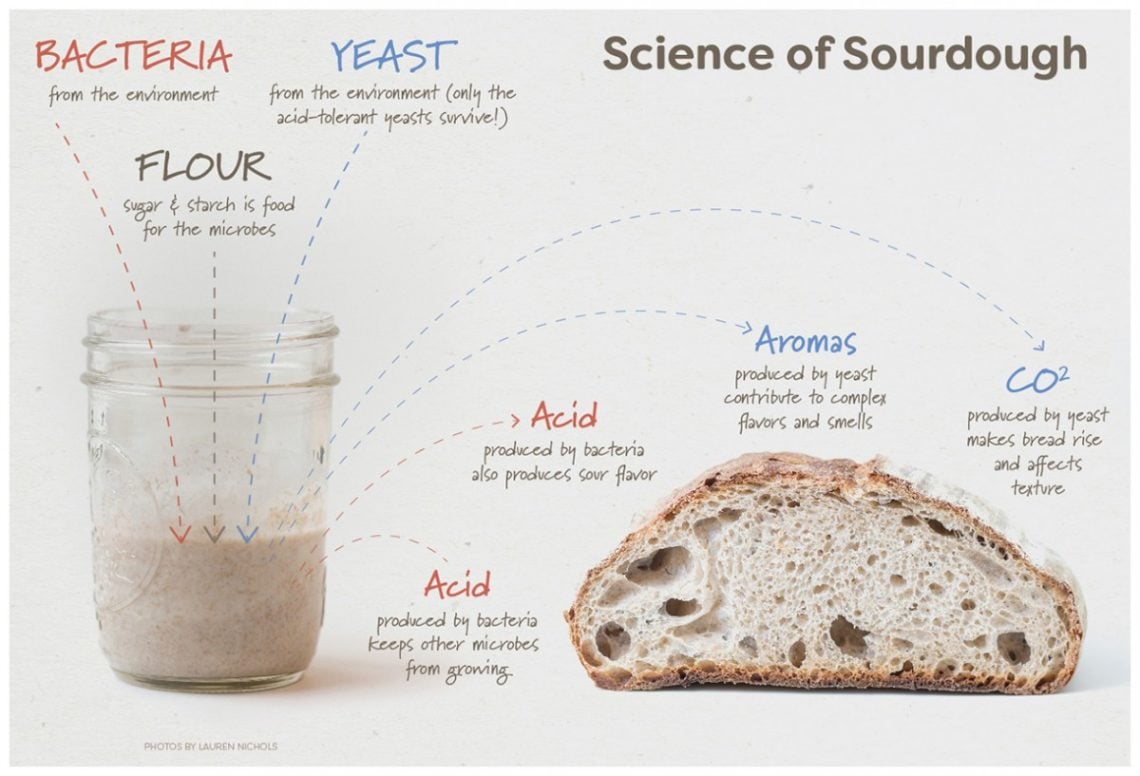 How to Feed and Maintain Sourdough Starter: Best Beginner's Guide ...