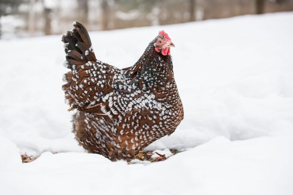 How to Keep Chickens Warm In Winter + Prevent Frostbite ~ Homestead and ...