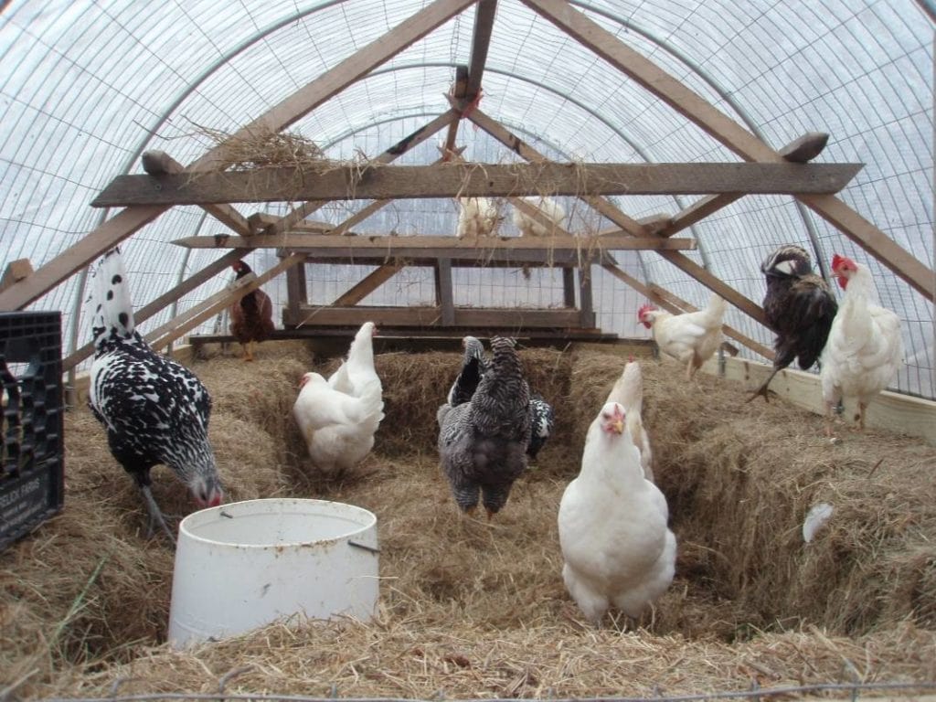 10 Tips on Caring for Chickens in Cold Winter Weather ~ Homestead and Chill