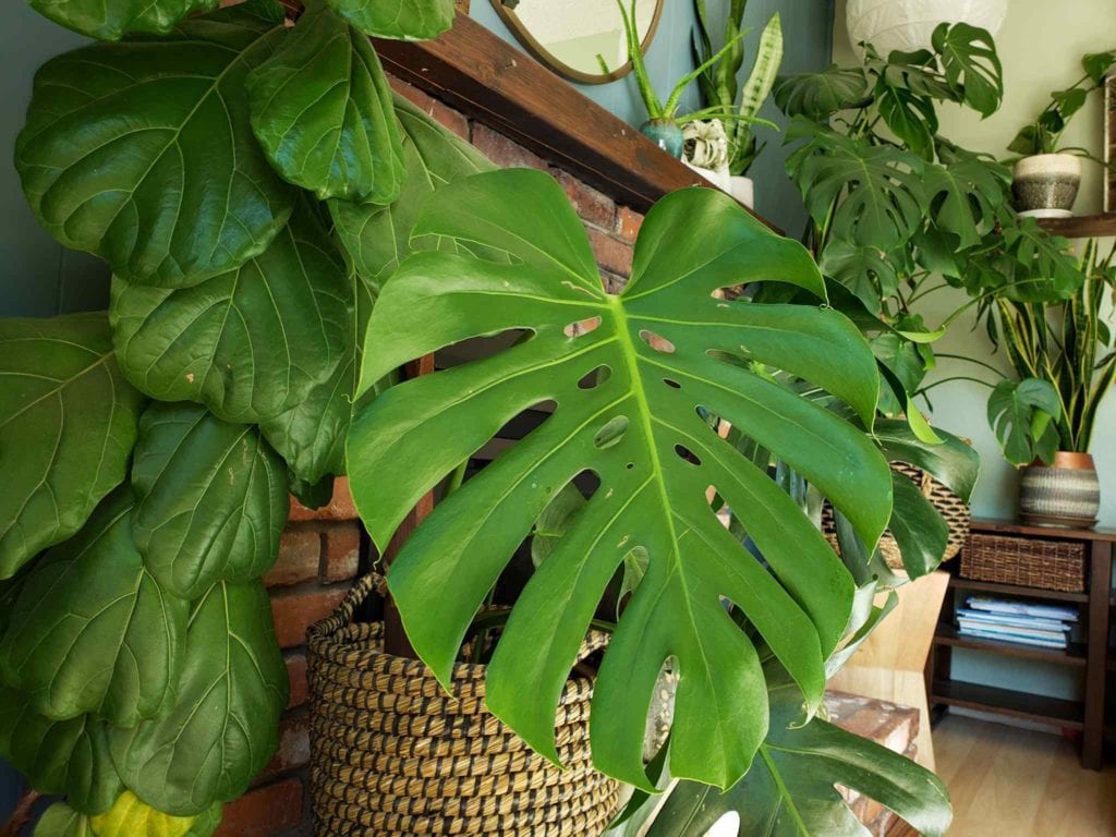 How to Get Rid of Fungus Gnats in Houseplants, Organically! ~ Homestead ...