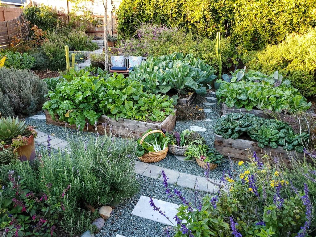 Raised Garden Beds vs. In-Ground Beds: Pros and Cons ~ Homestead and Chill