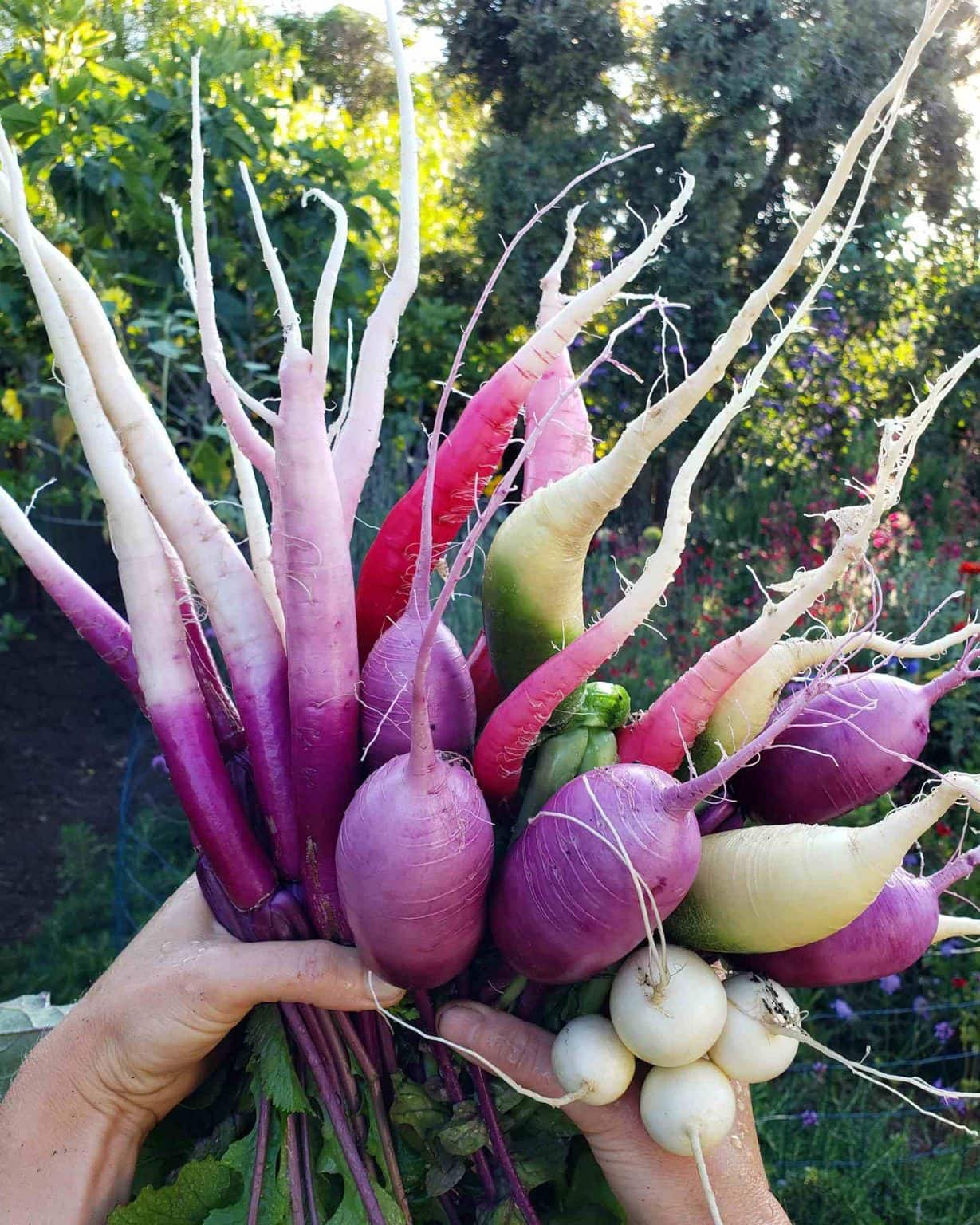 13 Fast Growing Vegetable Crops for the Fall Garden ~ Homestead and Chill