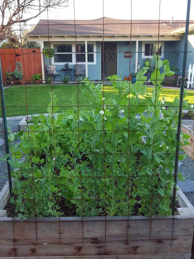 How to Build a Trellis: Inexpensive & Easy Designs ~ Homestead and Chill