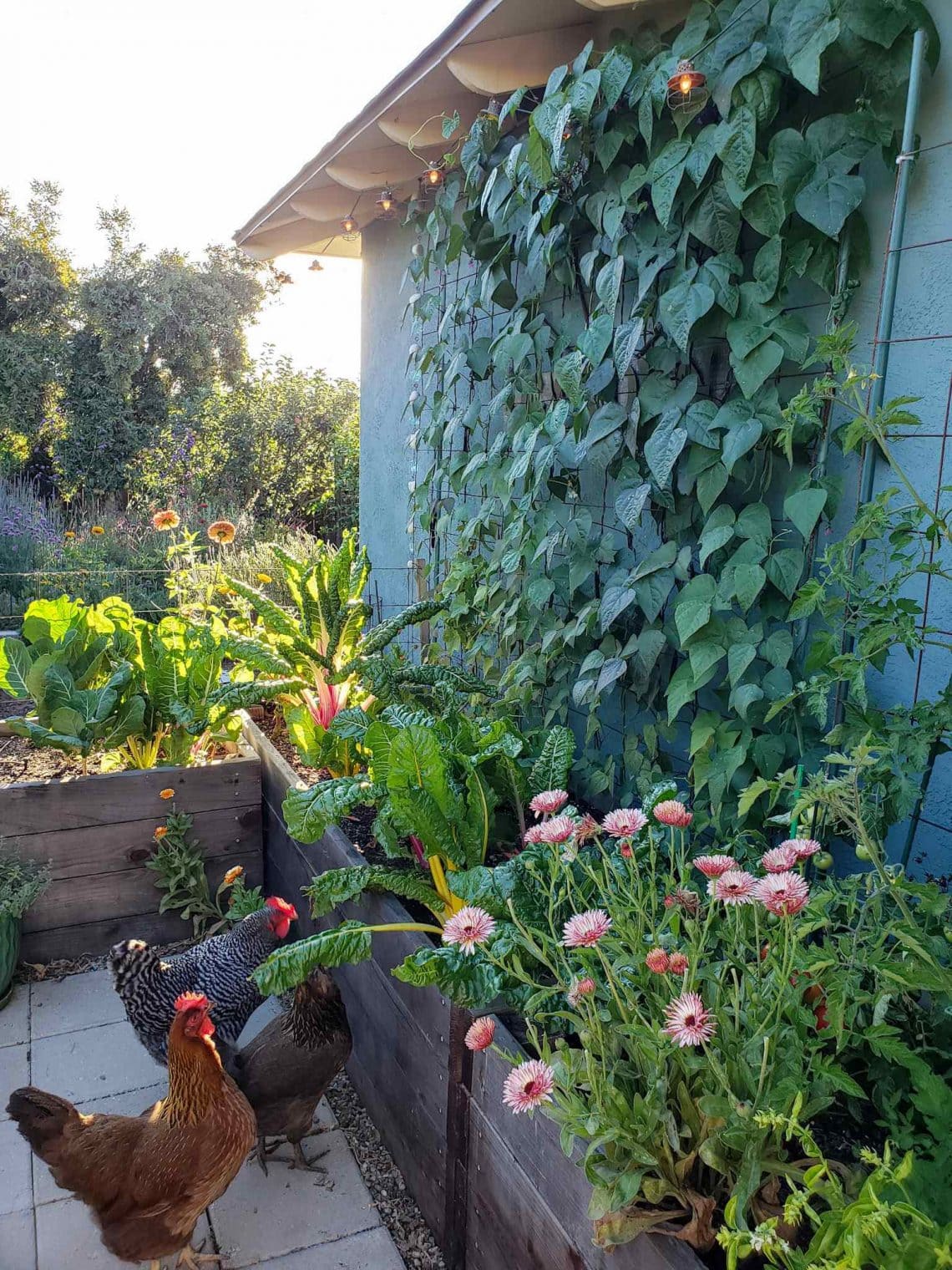 How to Grow Green Beans from Seed (Bush Beans & Pole Beans) ~ Homestead ...