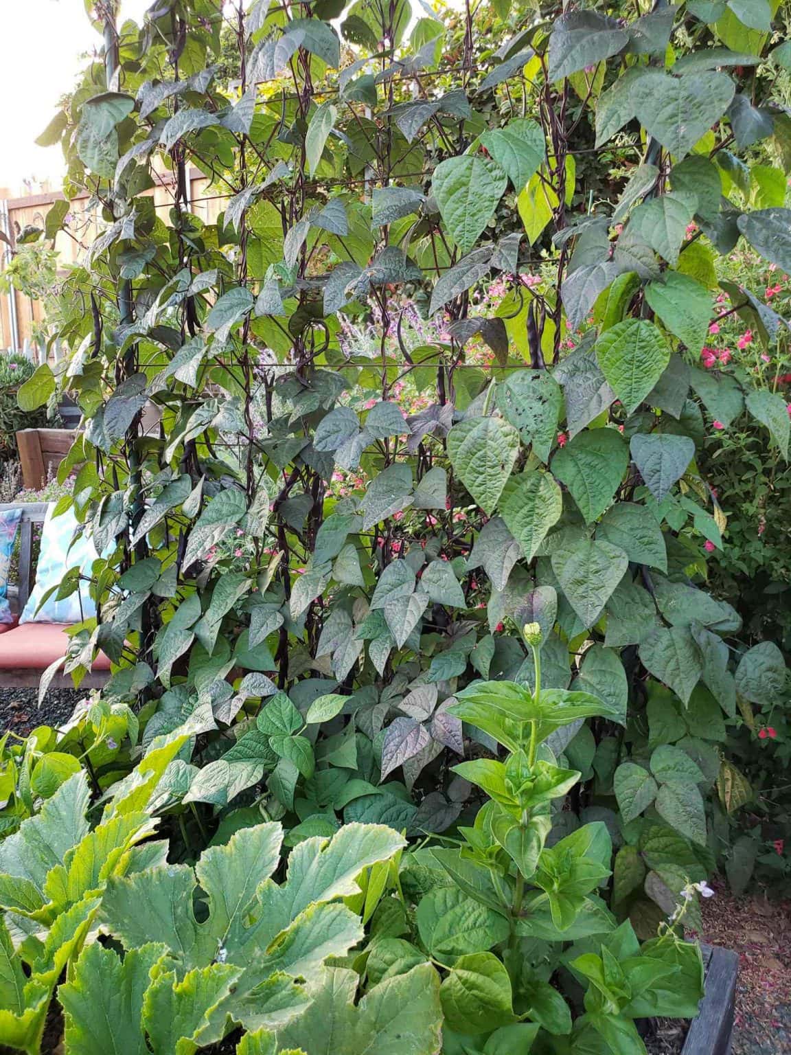 How to Build a Trellis: Inexpensive & Easy Designs ~ Homestead and Chill