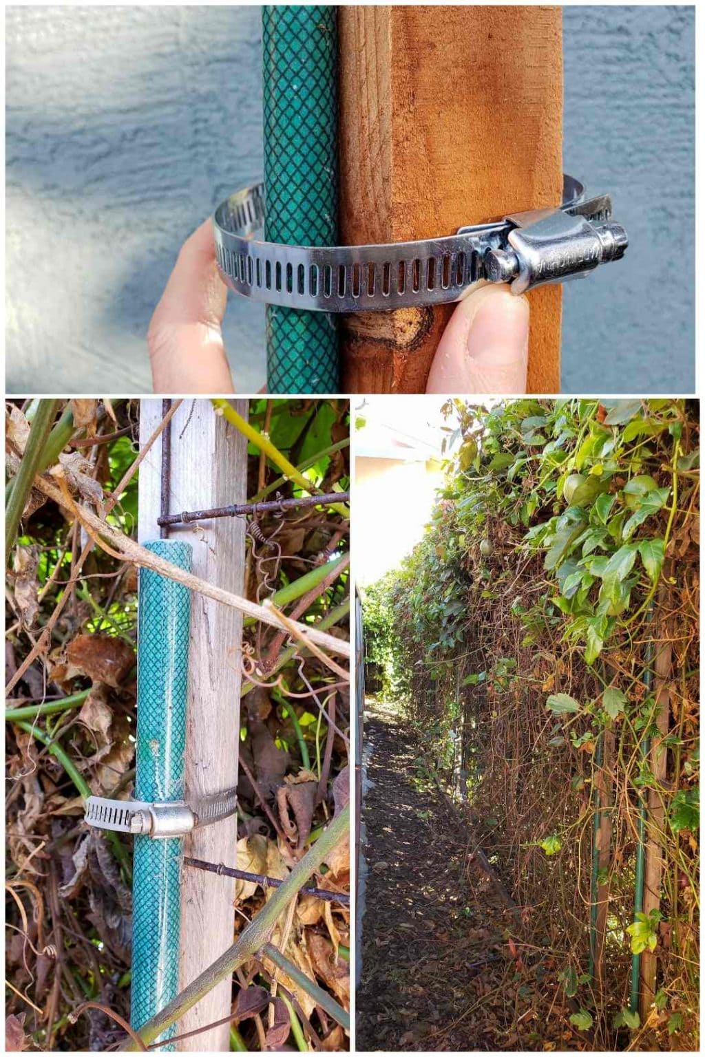 How to Build a Trellis: Inexpensive & Easy Designs ~ Homestead and Chill