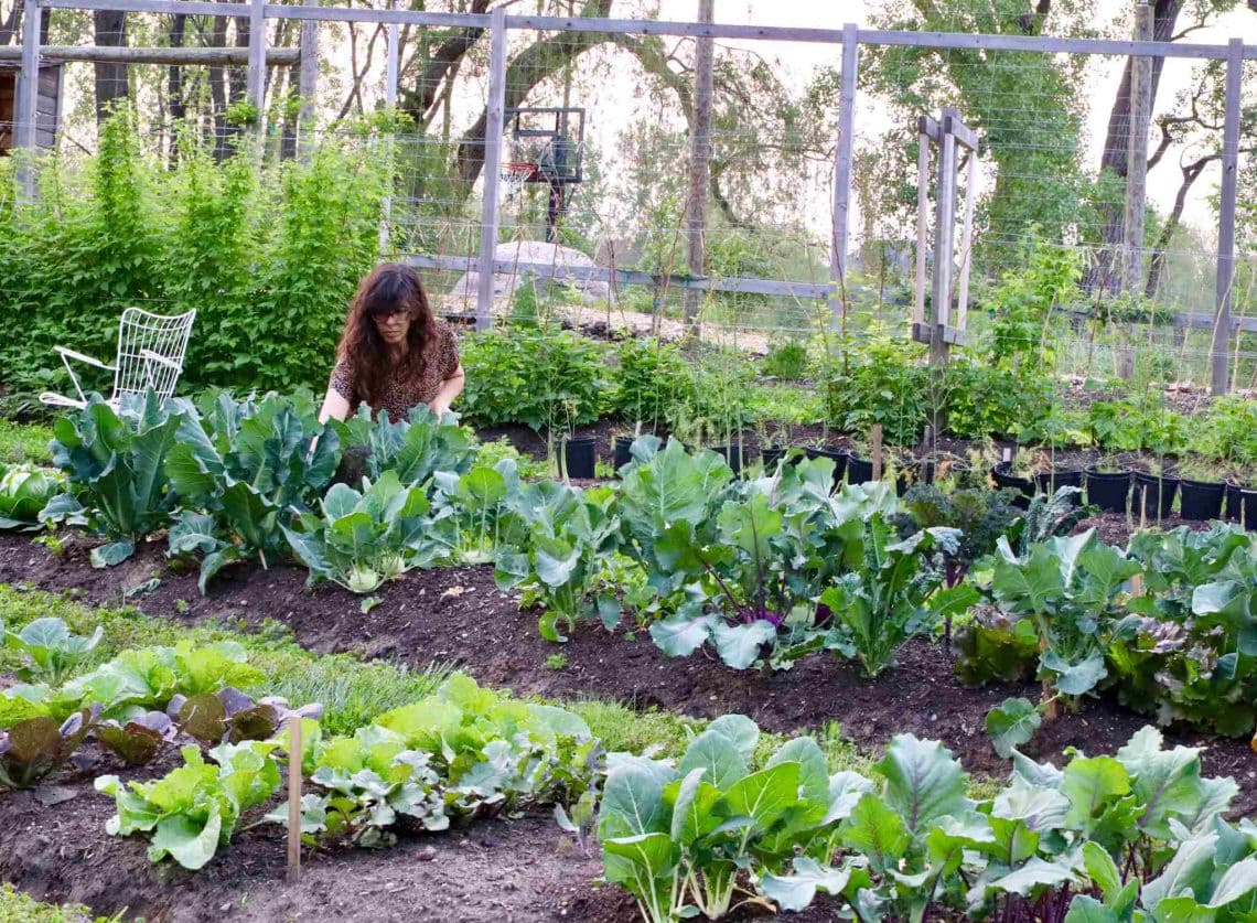 Raised Garden Beds vs. In-Ground Beds: Pros and Cons ~ Homestead and Chill