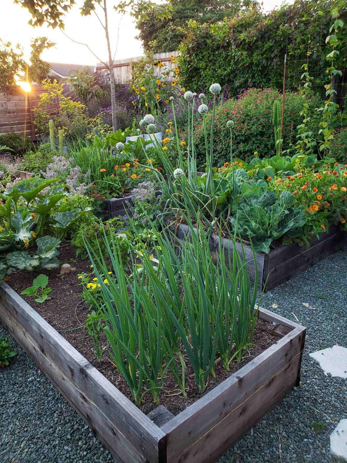 Composting 101: What, Why & How to Compost at Home ~ Homestead and Chill