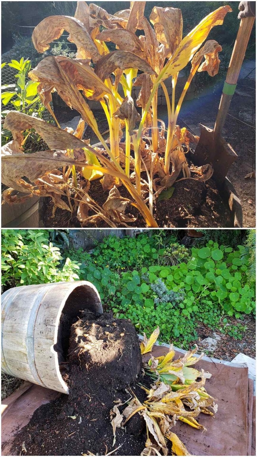 How to Grow Turmeric in Containers, in Any Zone! ~ Homestead and Chill