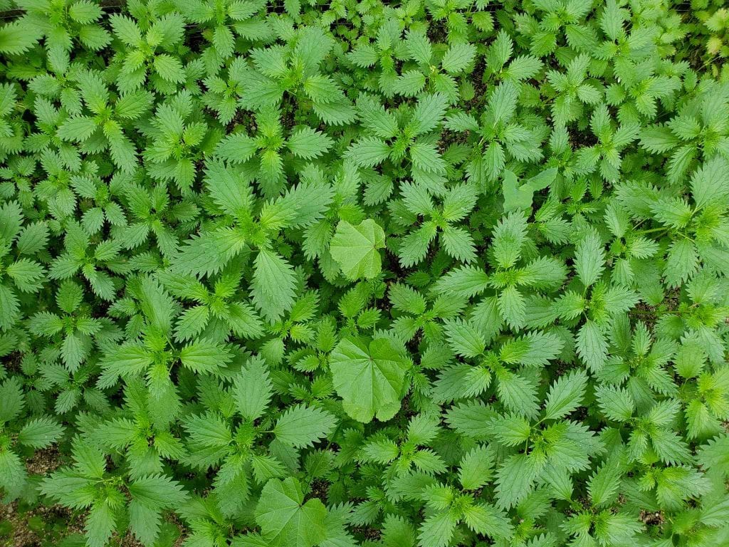 How to Make Stinging Nettle Fertilizer Tea to Feed Plants ~ Homestead ...