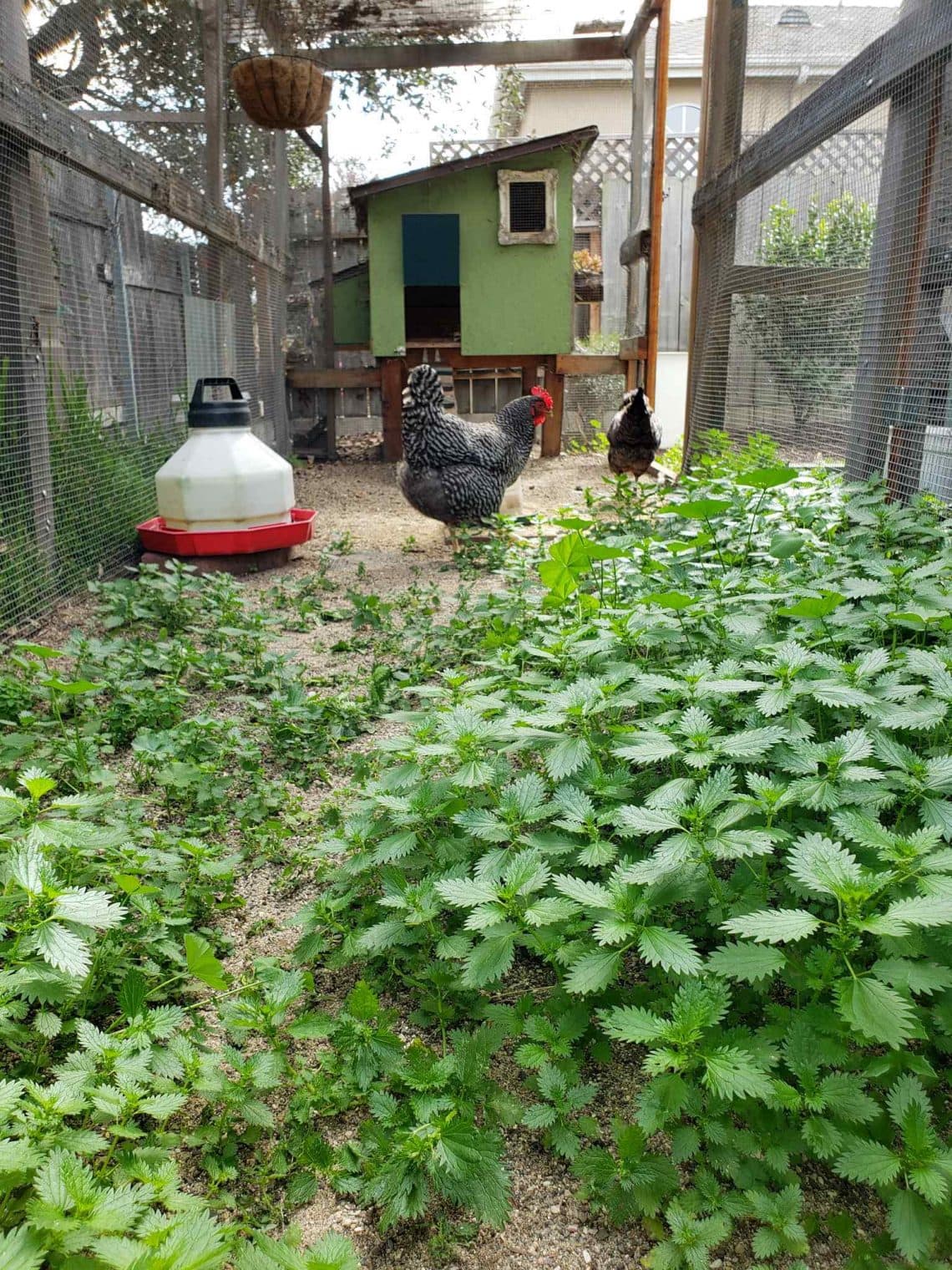 How to Make Stinging Nettle Fertilizer Tea to Feed Plants ~ Homestead ...