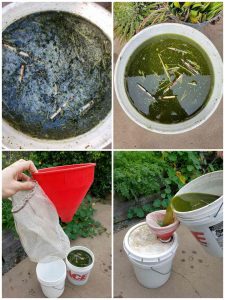 How to Make Stinging Nettle Fertilizer Tea to Feed Plants ~ Homestead ...