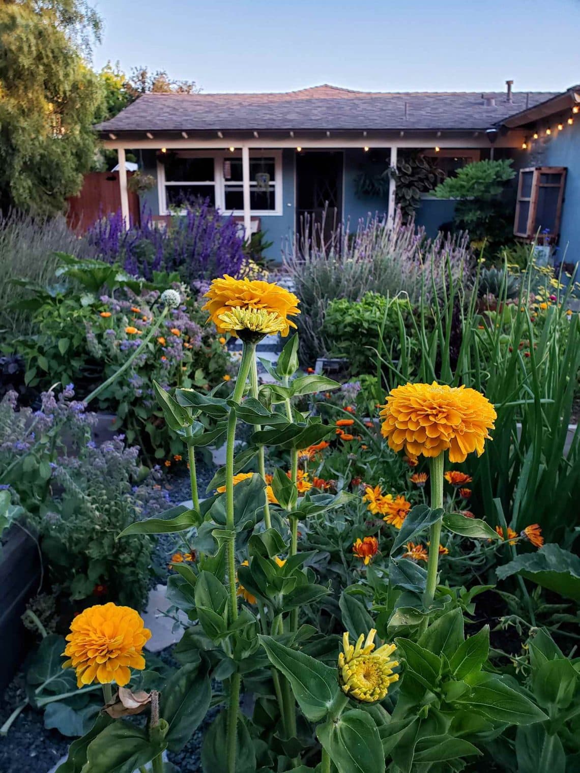 Companion Planting 101 (w/ Garden Companion Planting Chart) ~ Homestead ...