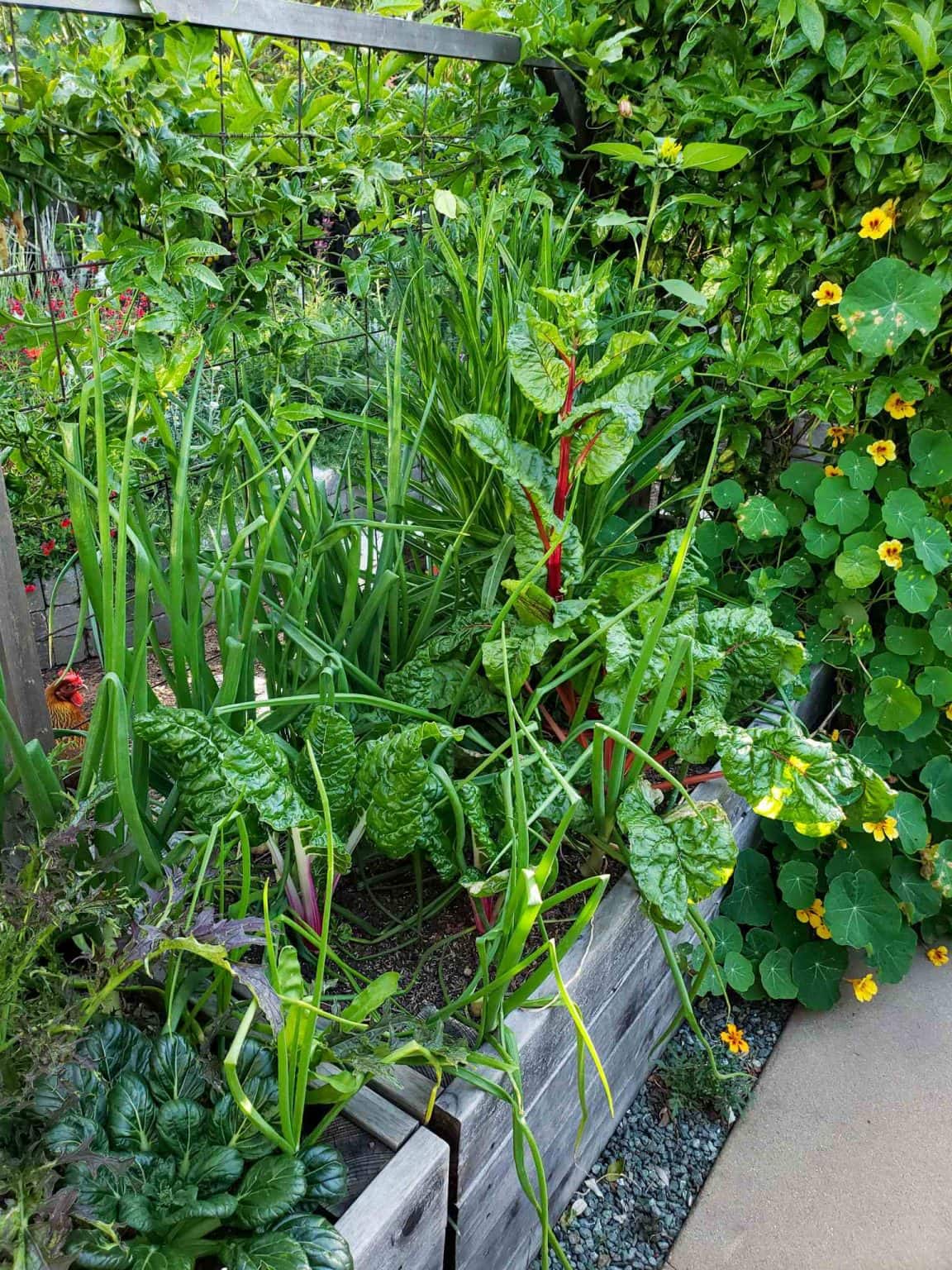 Organic Aphid Control: 9 Ways to Get Rid of Aphids ~ Homestead and Chill
