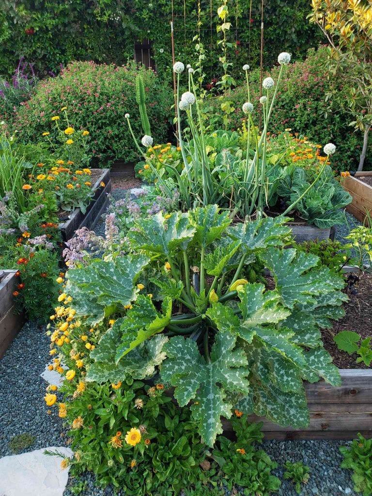 Companion Planting 101 (w/ Garden Companion Planting Chart) ~ Homestead ...