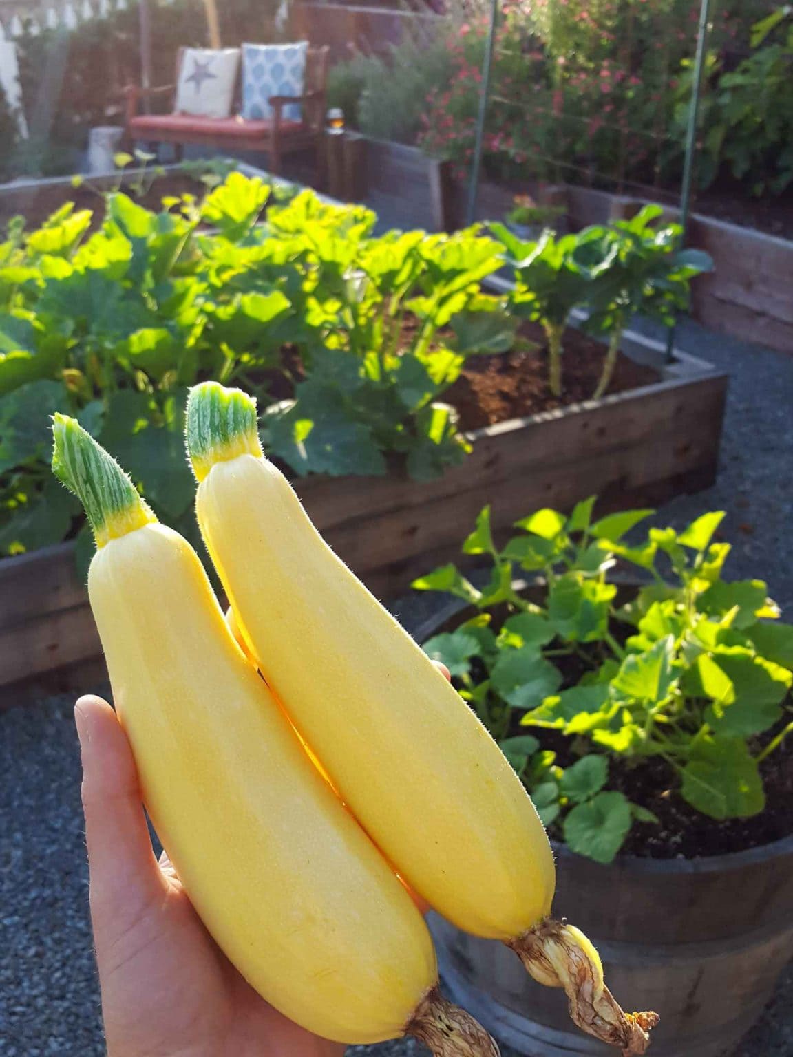 How to Grow Zucchini (Summer Squash): Planting, Pests, Pollination ...