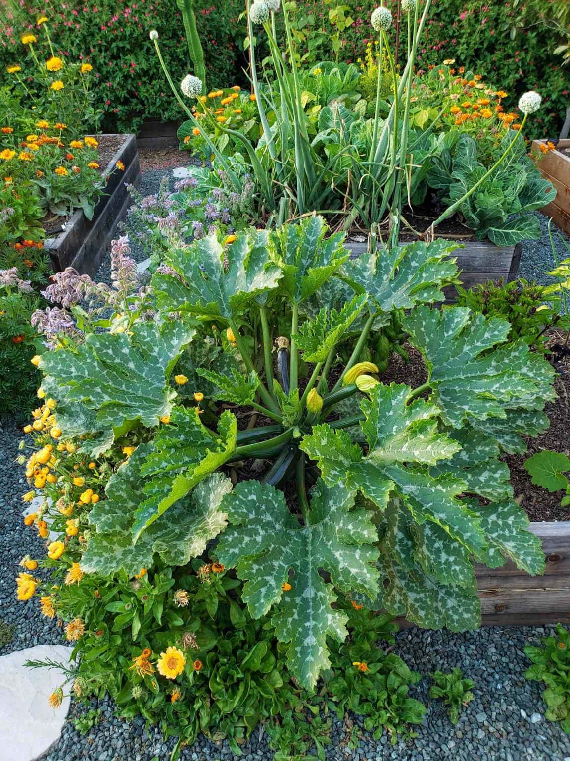 Best Summer Garden Vegetables and Flower Varieties to Grow ~ Homestead ...