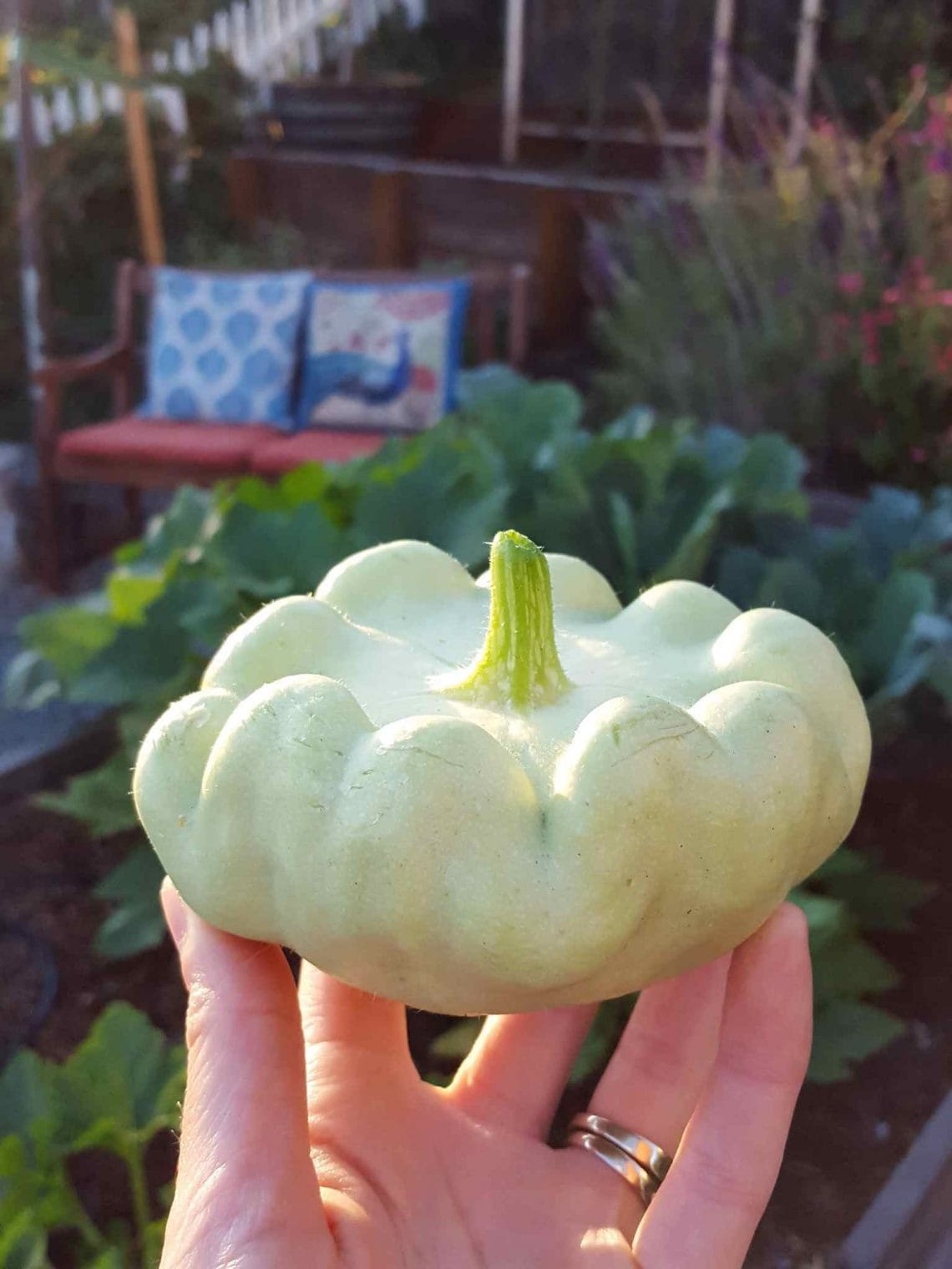 How to Grow Zucchini (Summer Squash): Planting, Pests, Pollination ...