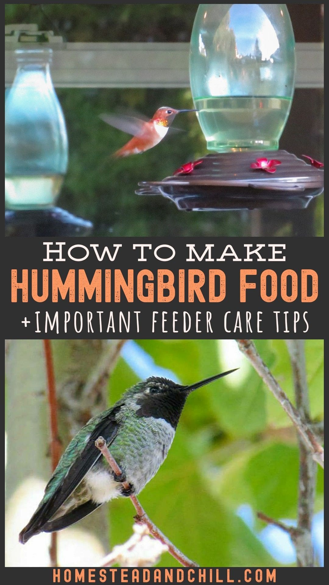 How to Make Hummingbird Food (Nectar) Recipe ~ Homestead and Chill