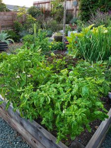 Growing Herbs 101: How to Start a Kitchen Herb Garden, Indoors or Out ...