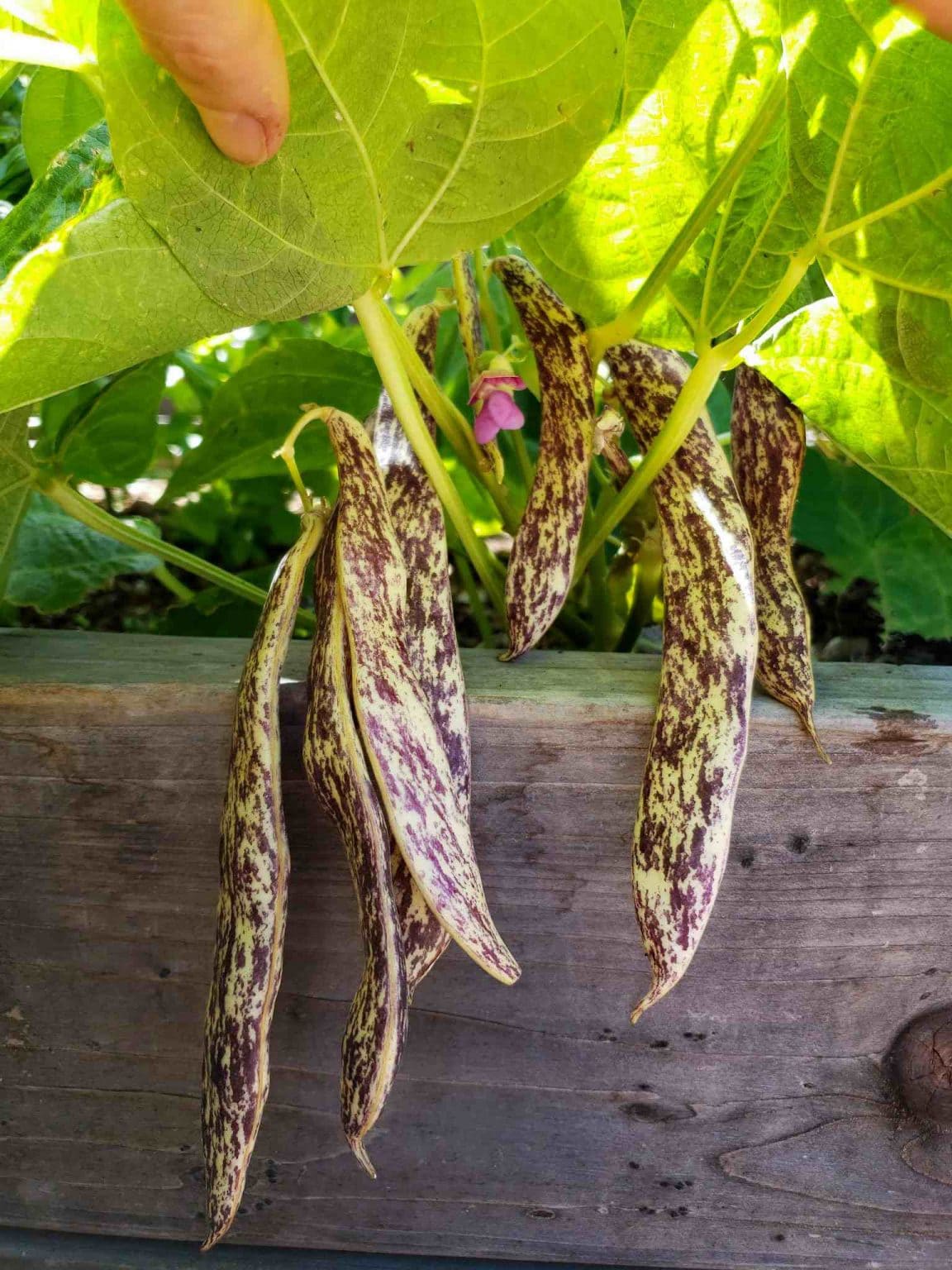 How to Grow Green Beans from Seed (Bush Beans & Pole Beans) ~ Homestead ...