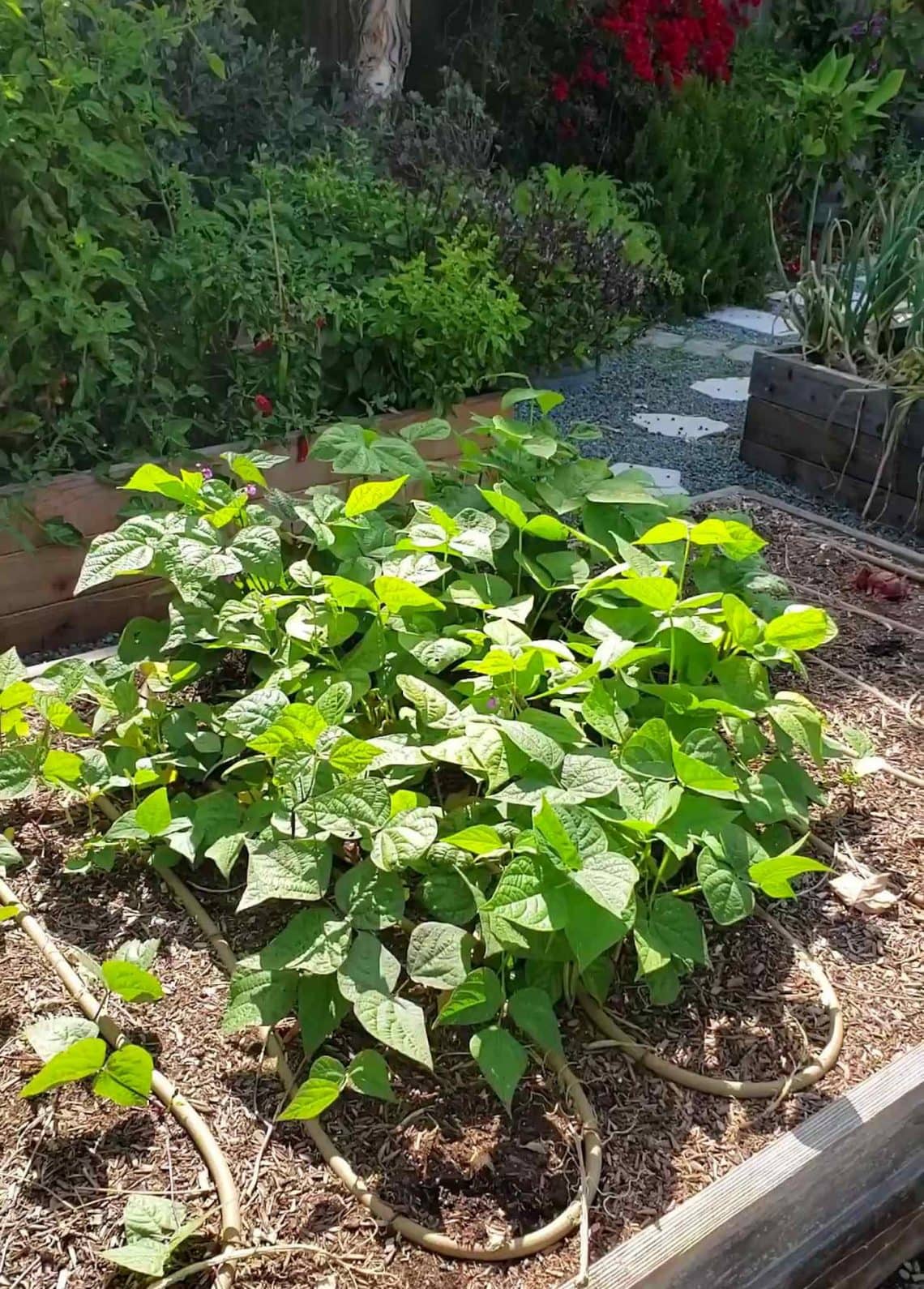 How to Grow Green Beans from Seed (Bush Beans & Pole Beans) ~ Homestead ...