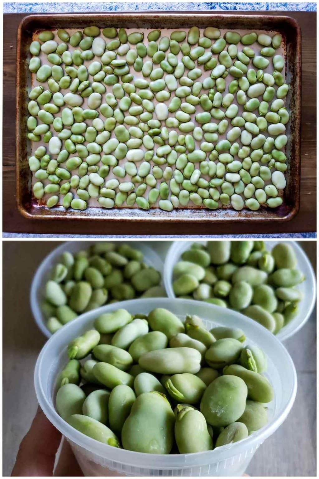 How to Grow Bushels of Beans from Seed (Bush Beans & Pole Beans ...