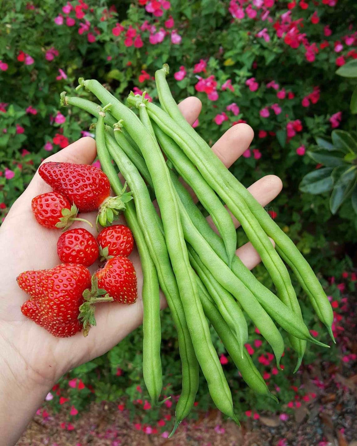 How to Grow Green Beans from Seed (Bush Beans & Pole Beans) ~ Homestead ...