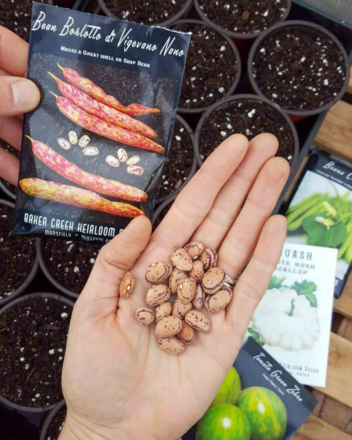 How to Grow Green Beans from Seed (Bush Beans & Pole Beans) ~ Homestead ...