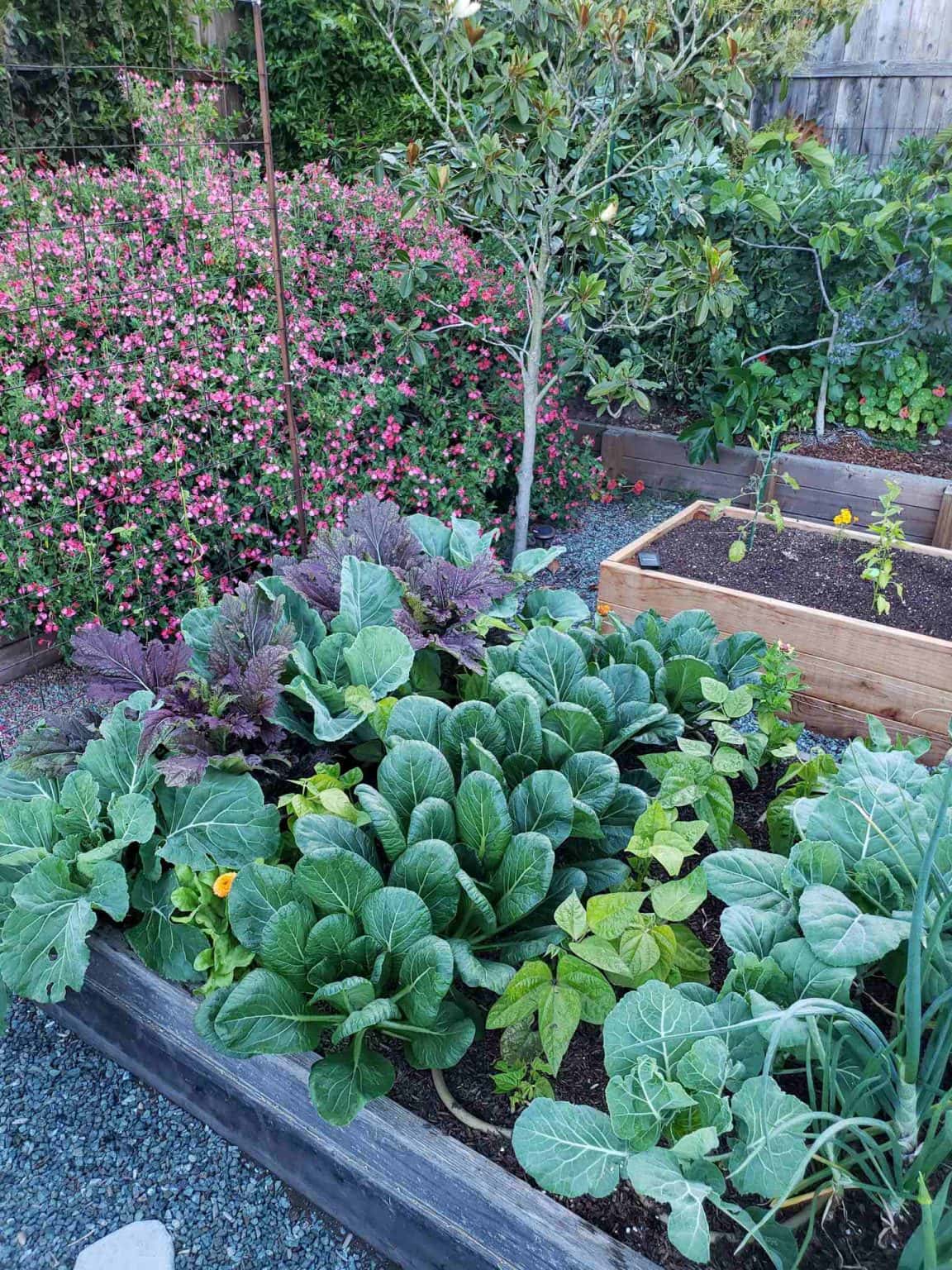 How to Grow Green Beans from Seed (Bush Beans & Pole Beans) ~ Homestead ...