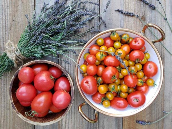 How to Grow Tomatoes: The Ultimate Start-to-Finish Guide ~ Homestead ...