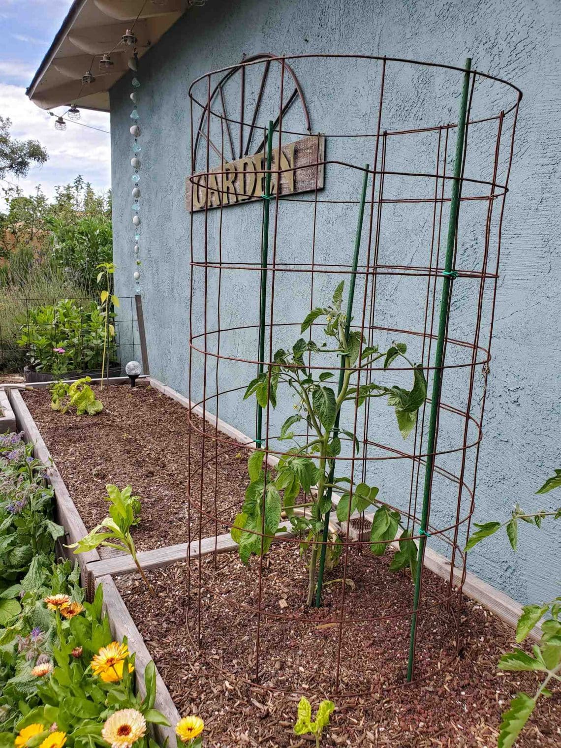 How to Make a DIY Tomato Cage: Sturdy, Easy & Cheap! ~ Homestead and Chill