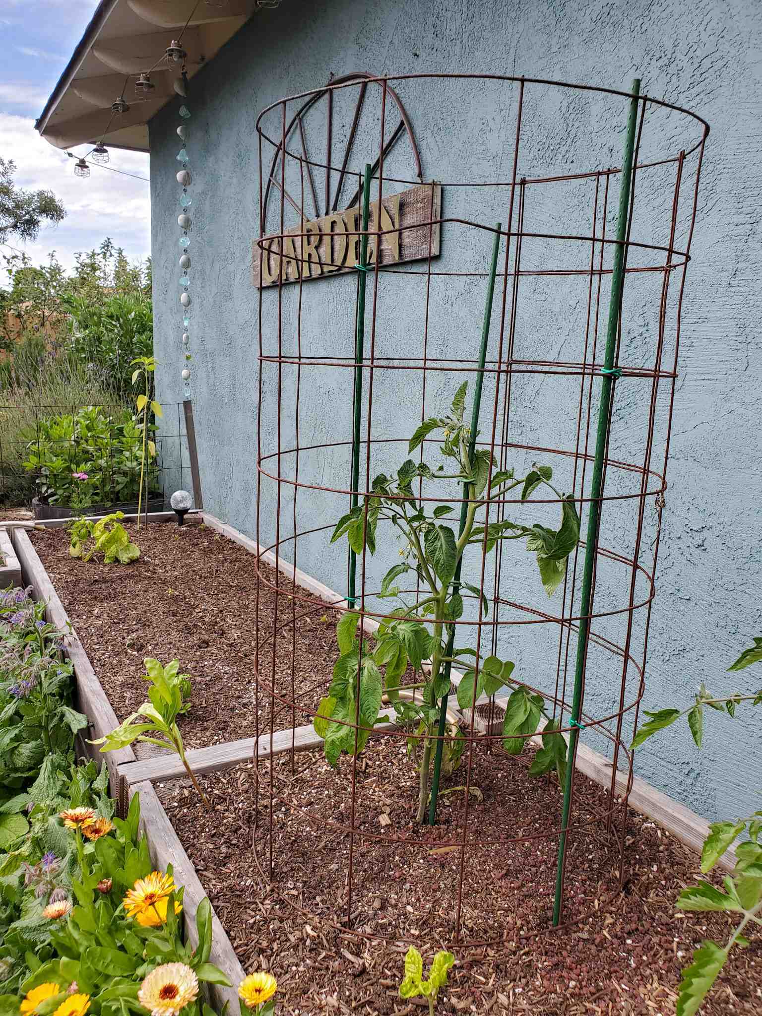 How to Make a DIY Tomato Cage: Sturdy, Easy & Cheap! ~ Homestead and Chill