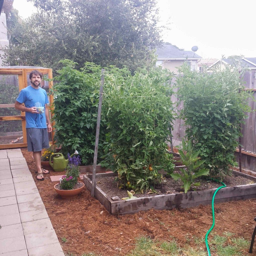 How to Make a DIY Tomato Cage: Sturdy, Easy & Cheap! ~ Homestead and Chill
