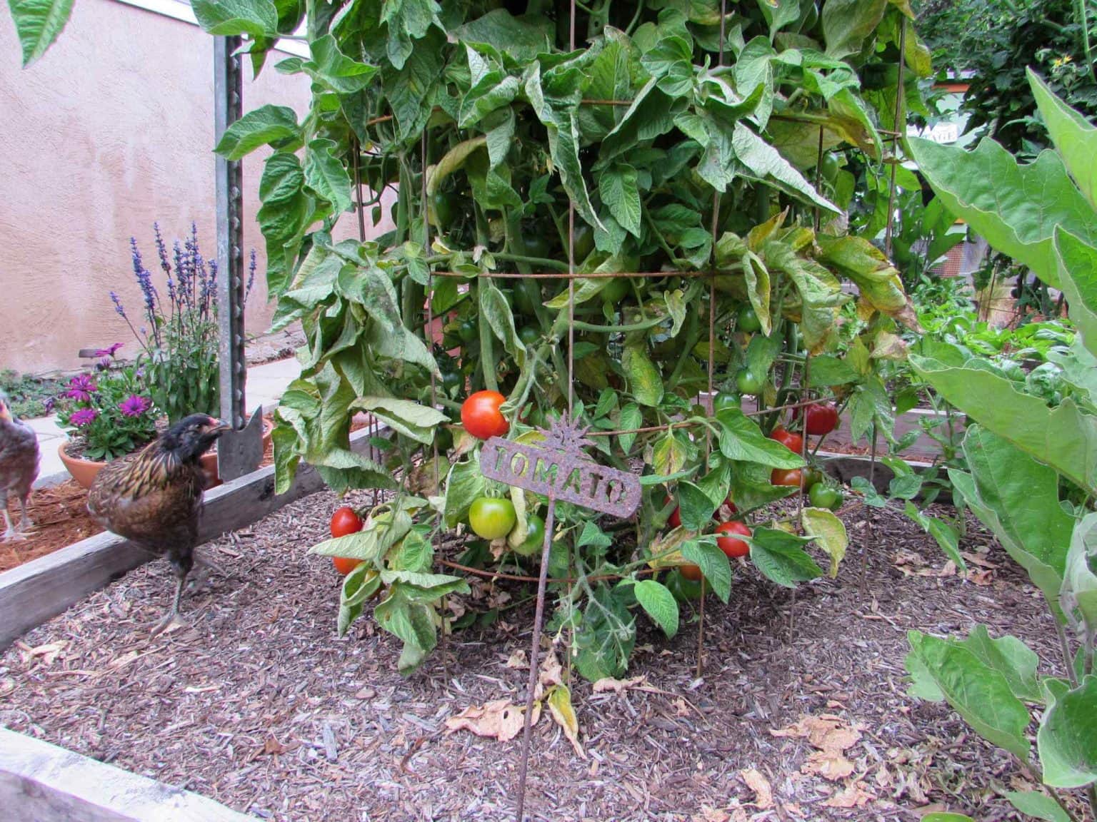 Cómo hacer una jaula para tomates DIY: ¡resistente, fácil y barata ...