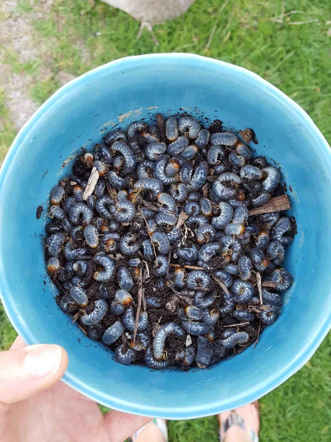 How to Kill Grubs & Garden Soil Pests Organically w/ Beneficial ...