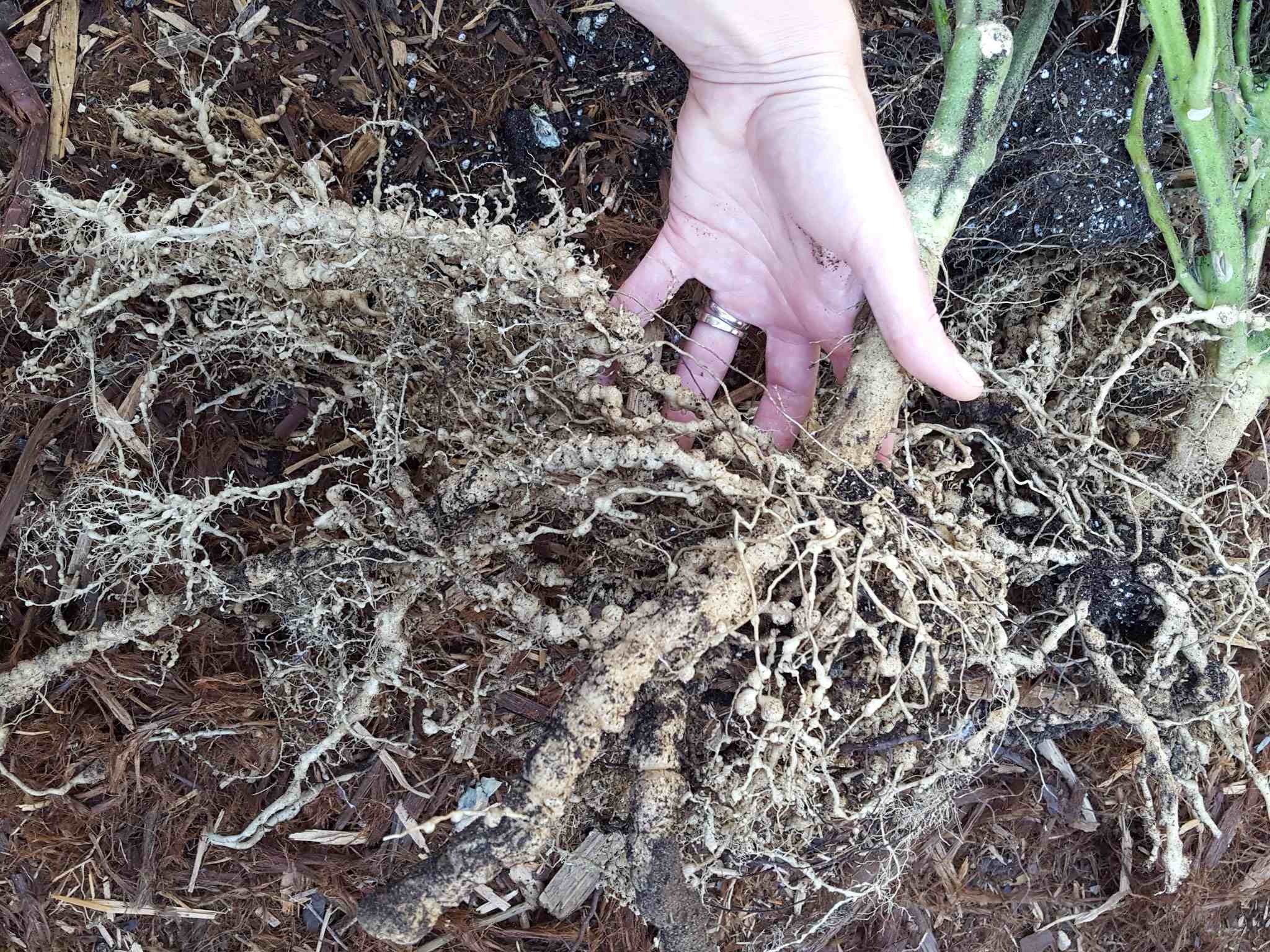 How to Kill Grubs & Garden Soil Pests Organically w/ Beneficial ...