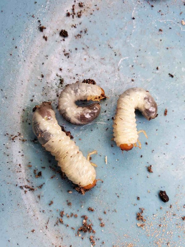 How to Kill Grubs & Garden Soil Pests Organically w/ Beneficial Nematodes ~ Homestead and Chill