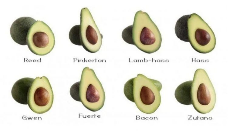 20 Awesome Avocado Varieties (Type A & Type B Avocados Explained ...
