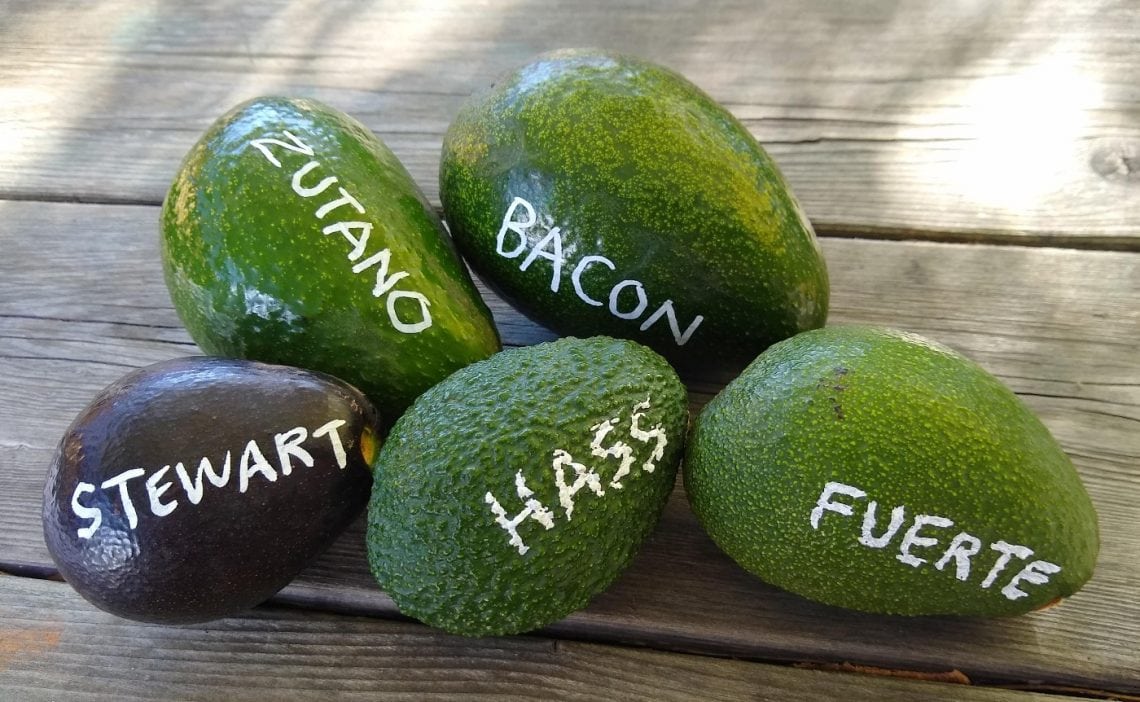 20 Awesome Avocado Varieties (Type A & Type B Avocados Explained ...