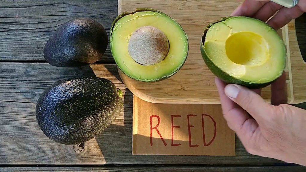 20 Awesome Avocado Varieties (Type A & Type B Avocados Explained ...