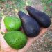 20 Awesome Avocado Varieties (Type A & Type B Avocados Explained ...